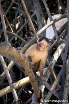 Vassouras - Lar dos Macacos-Prego - Nerds Viajantes